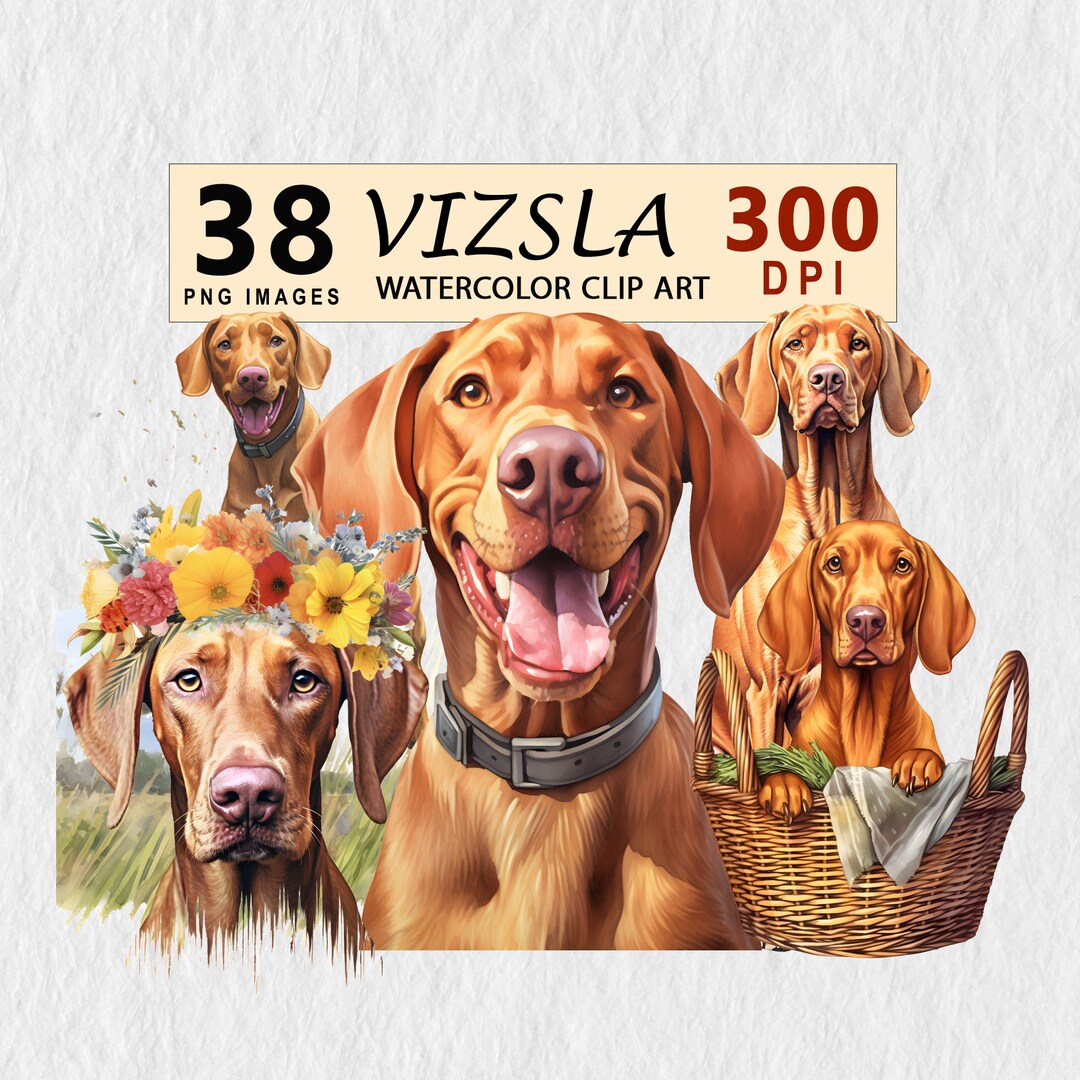 Vizsla Dog Watercolor Clipart Illustration Transparent PNG Download ...