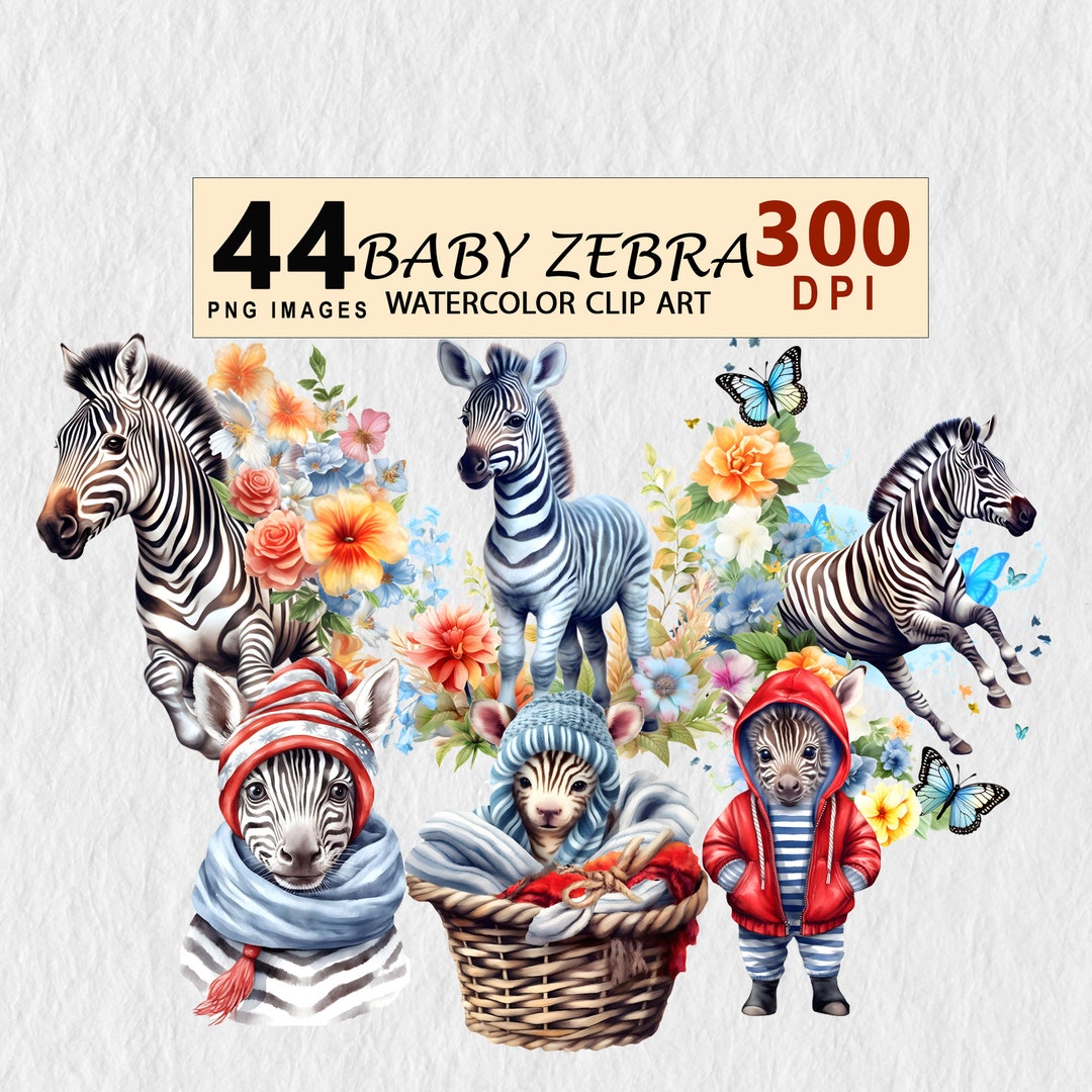 Baby Zebra Watercolor Clipart PNG Digital Download Planner - Etsy