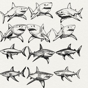 Shark Clipart Bundle: 16 PNG & 16 SVG Ocean Animal Illustrations - Etsy