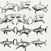 Shark Clipart Bundle: 16 PNG & 16 SVG Ocean Animal Illustrations - Etsy