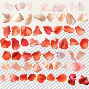 Rose Petal Overlays, Falling Petals Png, Red Rose Petal, Valentine ...