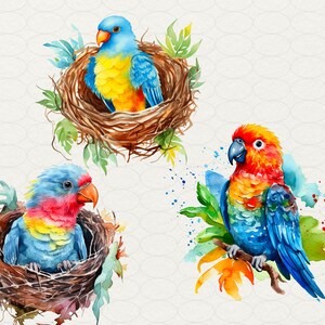 Watercolor Parrots Clipart, Watercolor Exotic Birds Clipart 22 PNG ...