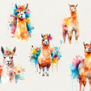 Watercolor Llama Clipart, 28 PNG Llamas Watercolor Clipart Animals ...