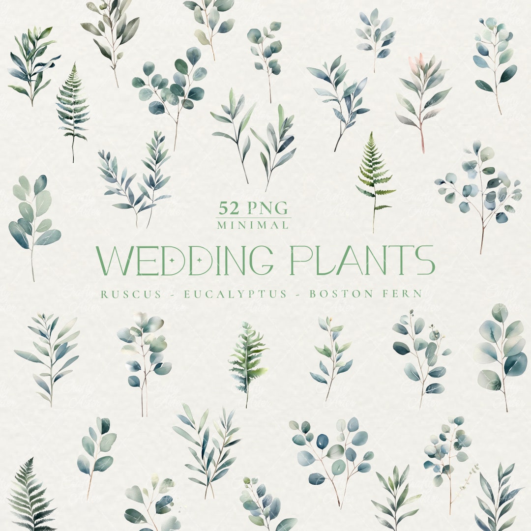 Watercolor Eucalyptus Clipart: Ruscus & Fern Greenery (PNG, Commercial ...