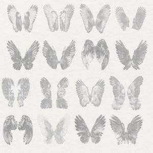 X-ray Angel Wings Overlay: 20 PNG Realistic Feather Wings (digital ...