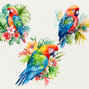 Watercolor Parrots Clipart, Watercolor Exotic Birds Clipart 22 PNG ...