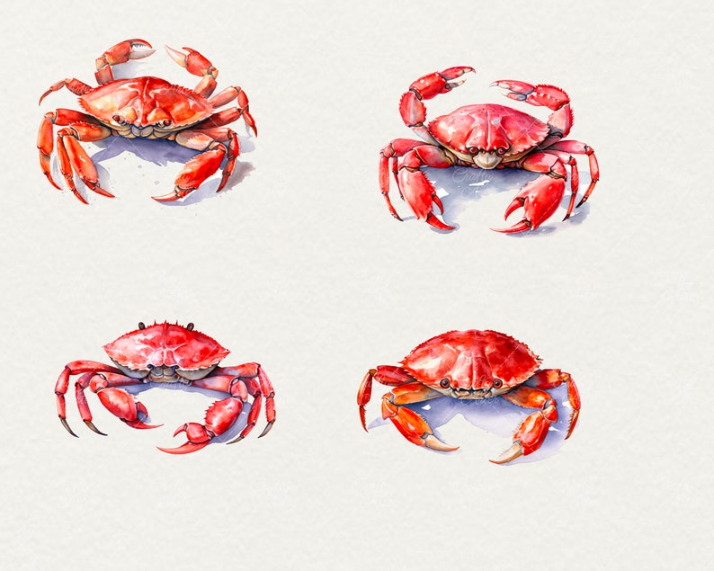 Watercolor Crab Clipart: 24 Sea Animal PNG Images (commercial Use) - Etsy