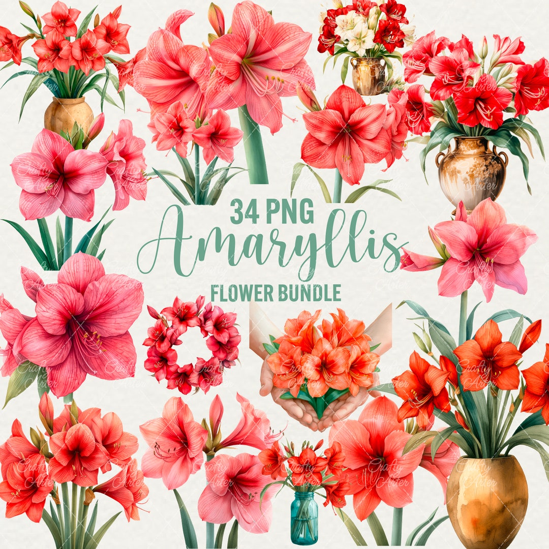 Watercolor Amarylis Clipart, 34 Png Spring Flower Images, Floral ...