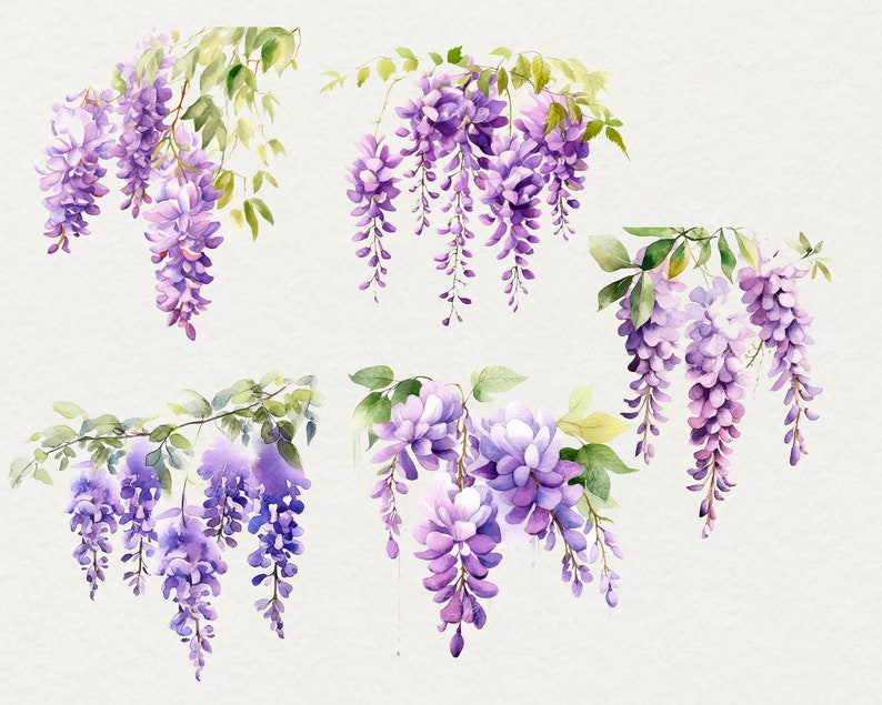 Watercolor Wisteria Clipart 28 Png Watercolor Purple Wisteria - Etsy