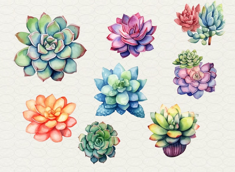 Succulent Clipart Floral Clipart 48 Png. Digital Succulents - Etsy