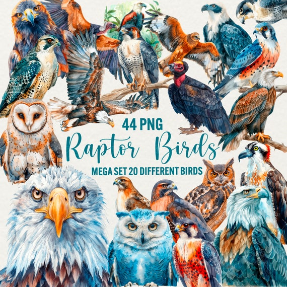 Different Types Of Raptors