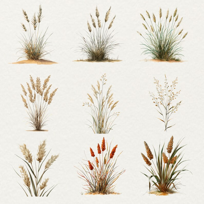 Boho Grass Clipart: 50 Watercolor Floral PNG Illustrations (digital ...