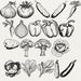 Vegetable Clipart Bundle: 54 PNG & SVG Illustrations (commercial Use ...