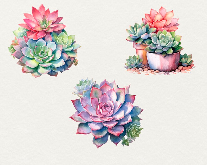 Watercolor Succulent Clipart: Pastel Floral Art (20 PNG) - Etsy