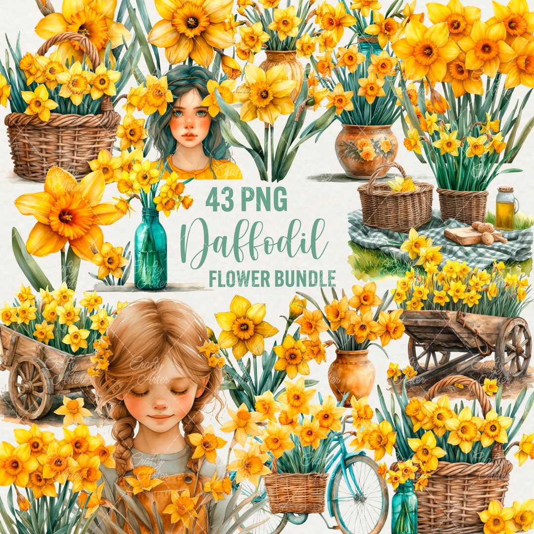 Watercolor Daffodil Clipart: 43 PNG Spring Flower Graphics (commercial ...