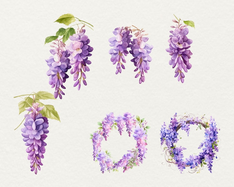 Watercolor Wisteria Clipart 28 Png Watercolor Purple Wisteria - Etsy