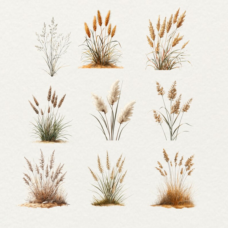Boho Grass Clipart: 50 Watercolor Floral PNG Illustrations (digital ...