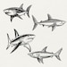 Shark Clipart Bundle: 16 PNG & 16 SVG Ocean Animal Illustrations - Etsy