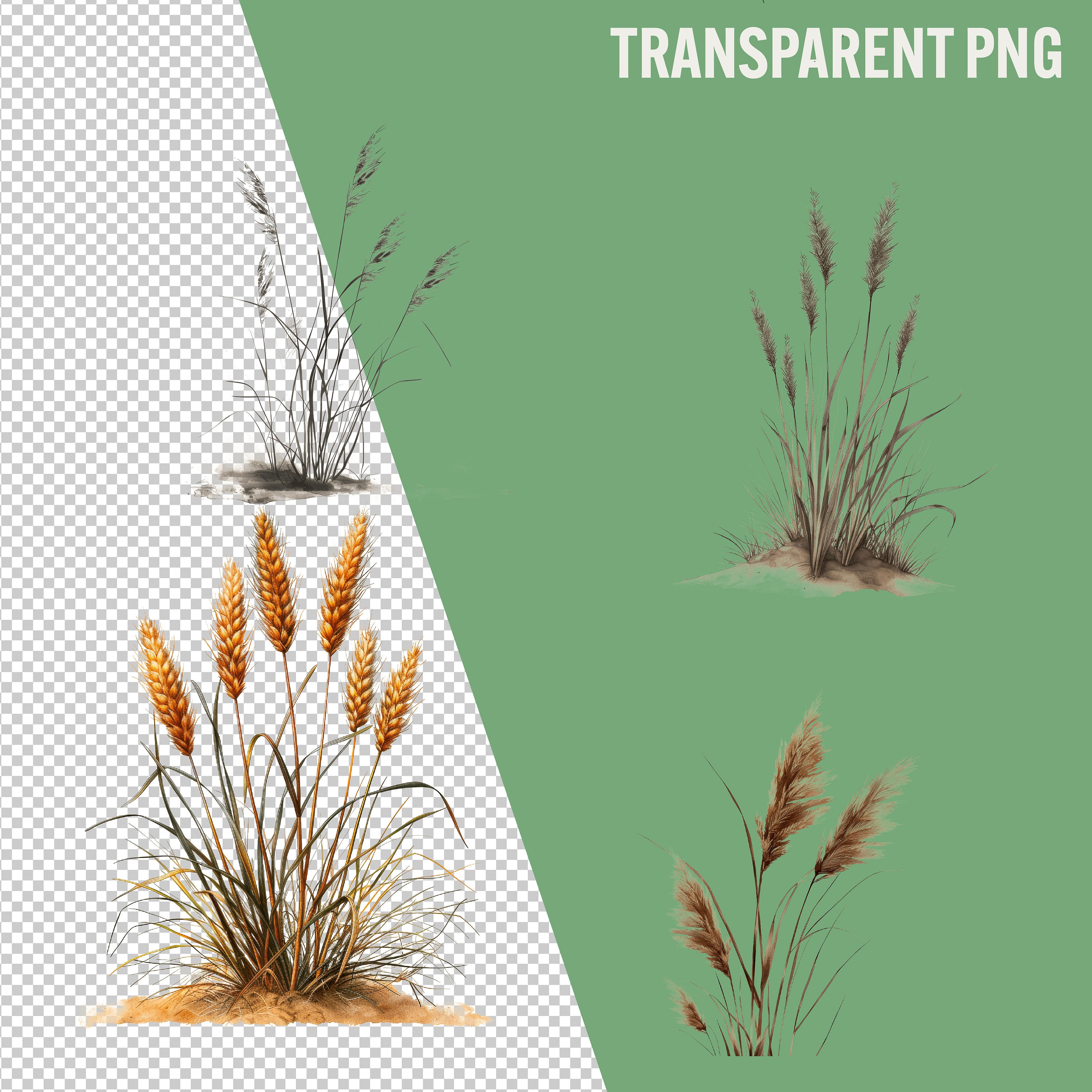 Boho Grass Clipart: 50 Watercolor Floral PNG Illustrations (digital ...