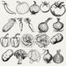 Vegetable Clipart Bundle: 54 PNG & SVG Illustrations (commercial Use ...