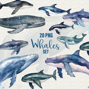 Watercolor Whales Clipart, Orca, Narwhal, Blue Whale, 20 Png Whale ...