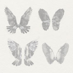 X-ray Angel Wings Overlay: 20 PNG Realistic Feather Wings (digital ...