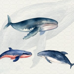 Watercolor Whales Clipart, Orca, Narwhal, Blue Whale, 20 Png Whale ...
