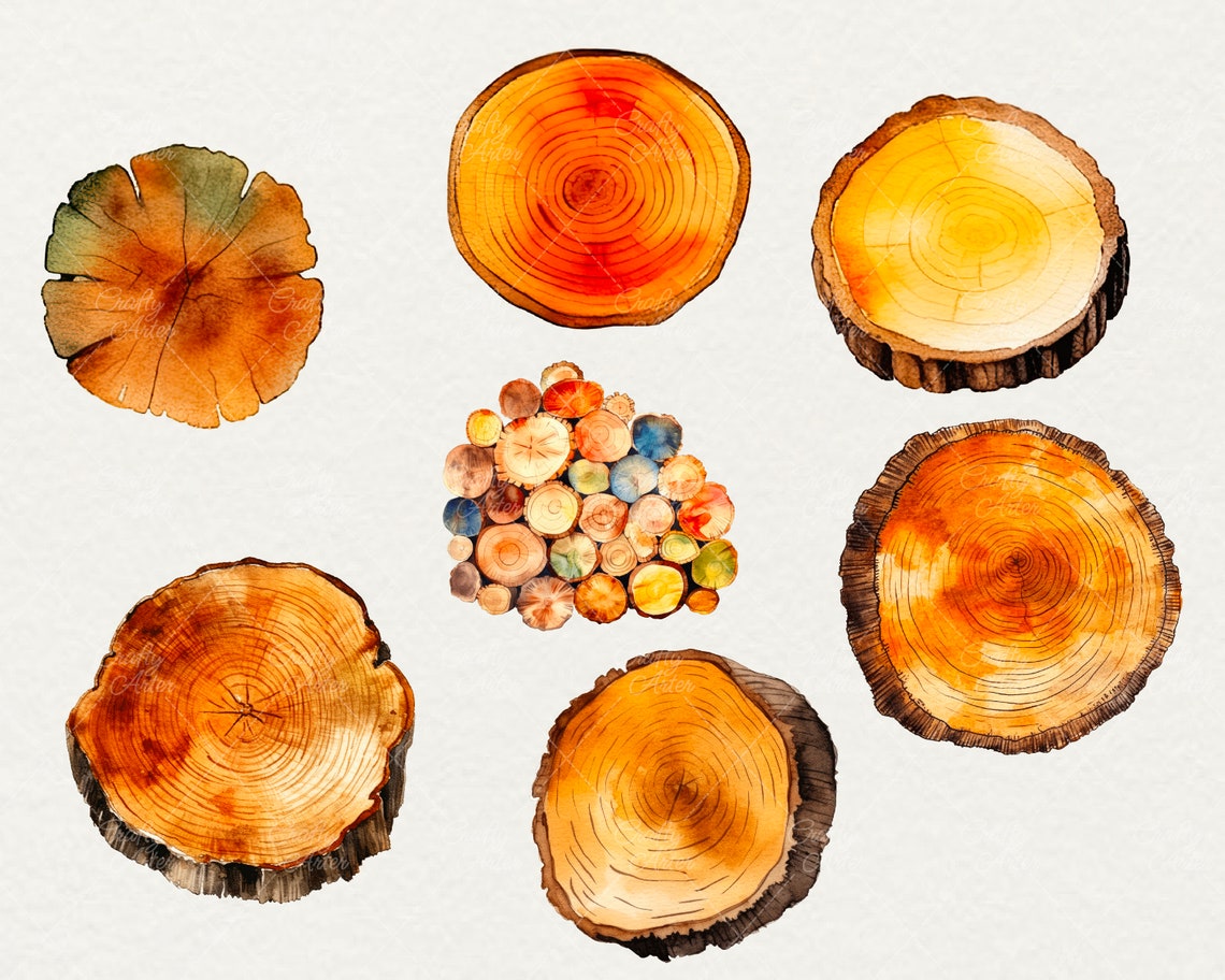 Watercolor Wood Slice Clipart: 38 PNG Wooden Board Graphics (commercial ...