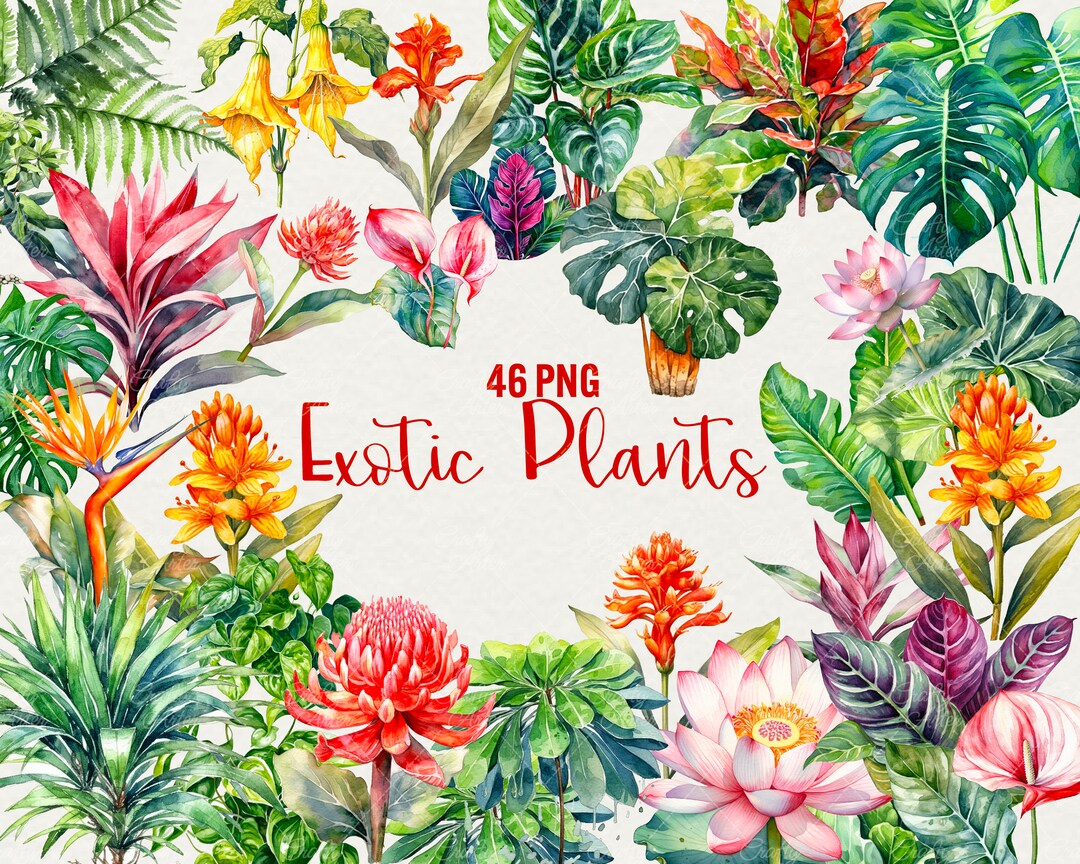 Watercolor Tropical Flowers Clipart, Exotic Clipart, 46 Png Watercolor ...
