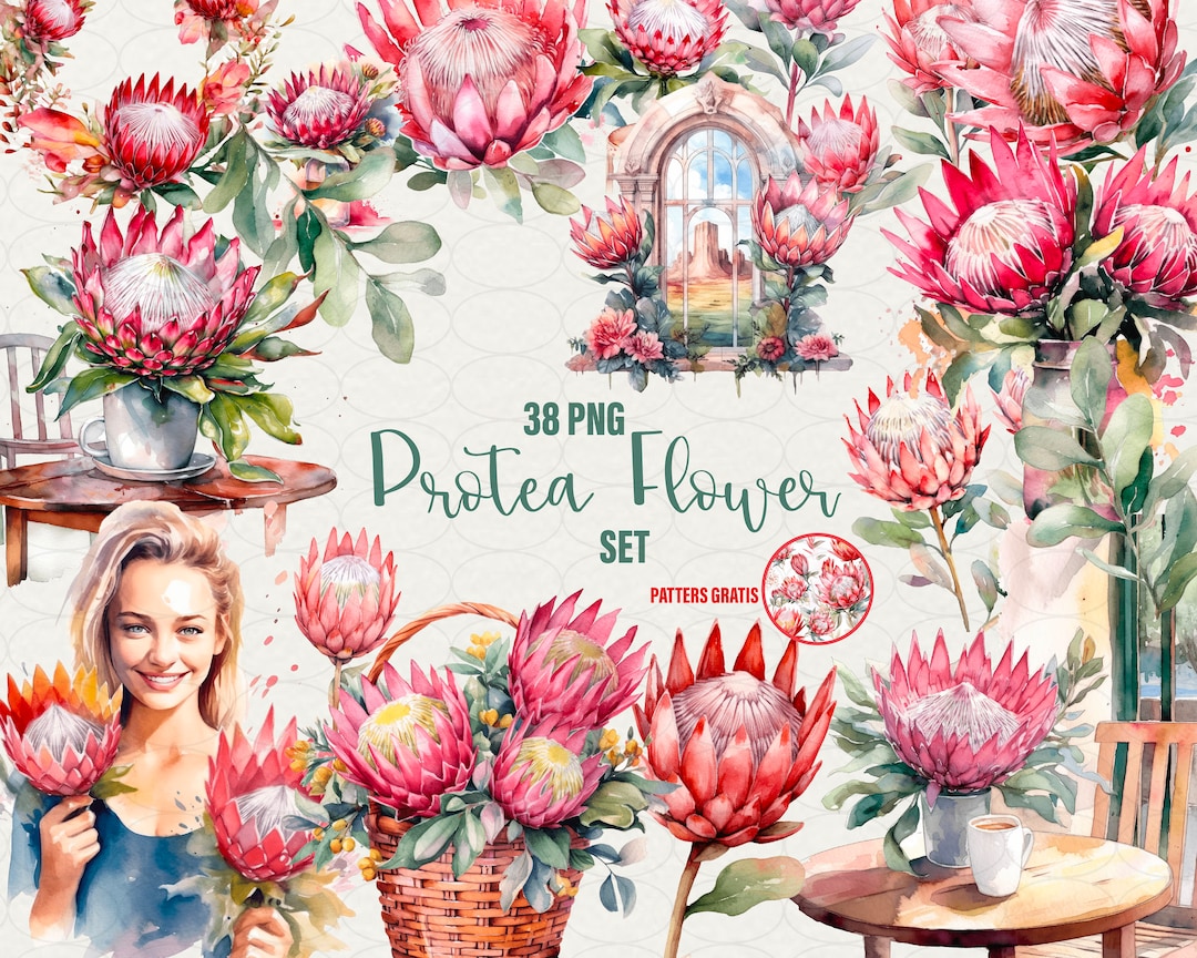 Watercolor Protea Clipart, Pink Protea PNG, Watercolor Flowers Protea ...