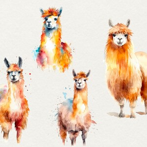 Watercolor Llama Clipart, 28 PNG Llamas Watercolor Clipart Animals ...