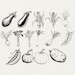 Vegetable Clipart Bundle: 54 PNG & SVG Illustrations (commercial Use ...