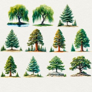 Watercolor Forest Trees Clipart, 36 Png Watercolour Tree, Nature ...