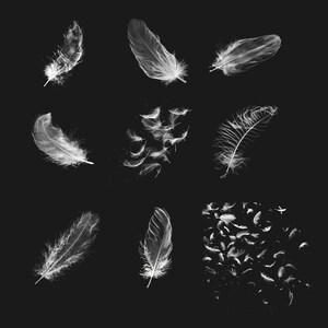 Falling Feather Overlays, Feather Png, Floating Feathers, Photoshop ...