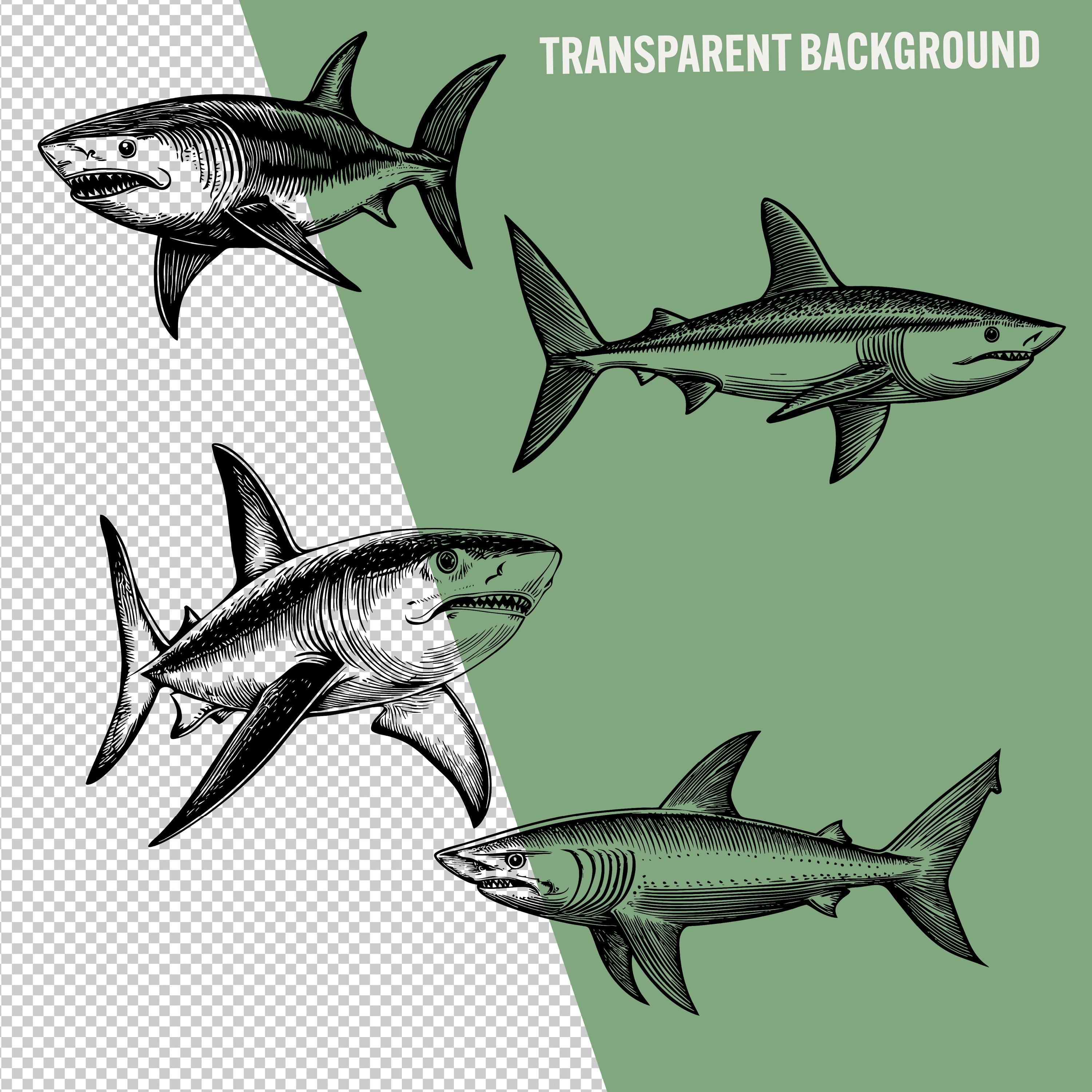 Shark Clipart Bundle: 16 PNG & 16 SVG Ocean Animal Illustrations - Etsy