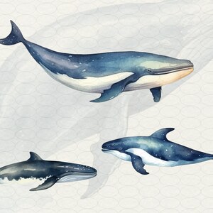 Watercolor Whales Clipart, Orca, Narwhal, Blue Whale, 20 Png Whale ...