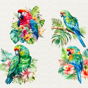 Watercolor Parrots Clipart, Watercolor Exotic Birds Clipart 22 PNG ...
