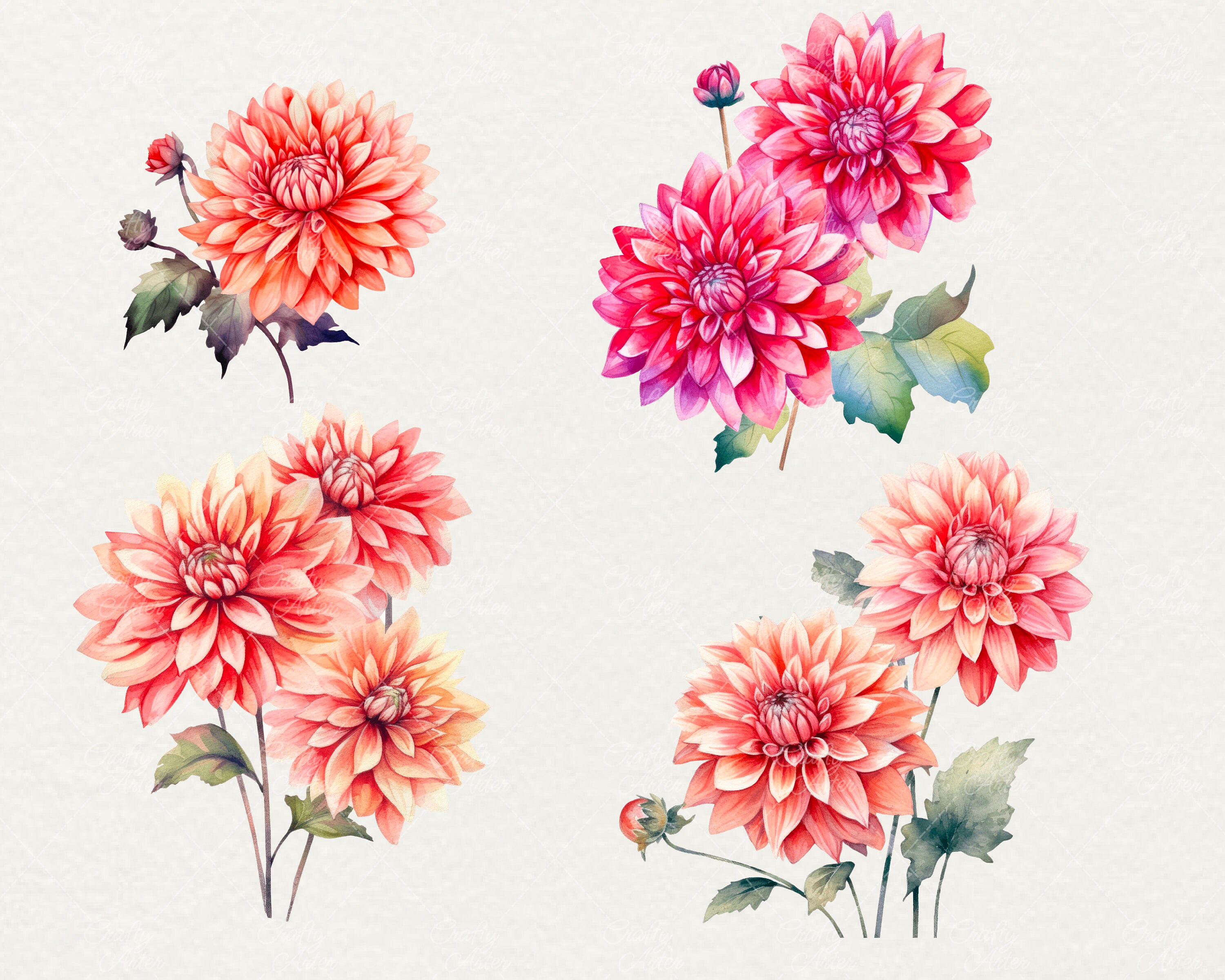 Watercolor Dahlia Clipart Png Watercolor Dahlia Flowers - Etsy
