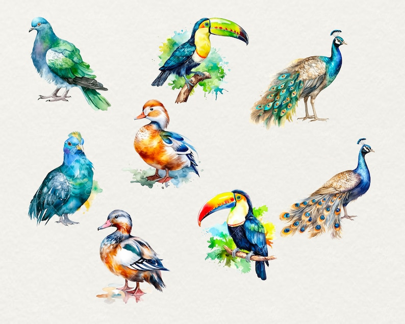 Watercolor Tropical Birds Clipart: Exotic PNG Images (commercial Use ...
