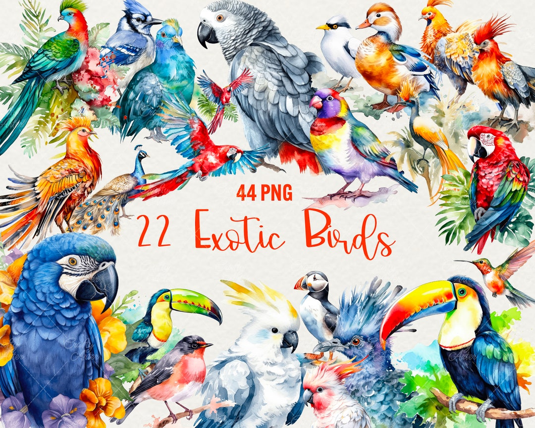 Watercolor Tropical Birds Clipart, 44 PNG Watercolor Exotic Birds ...