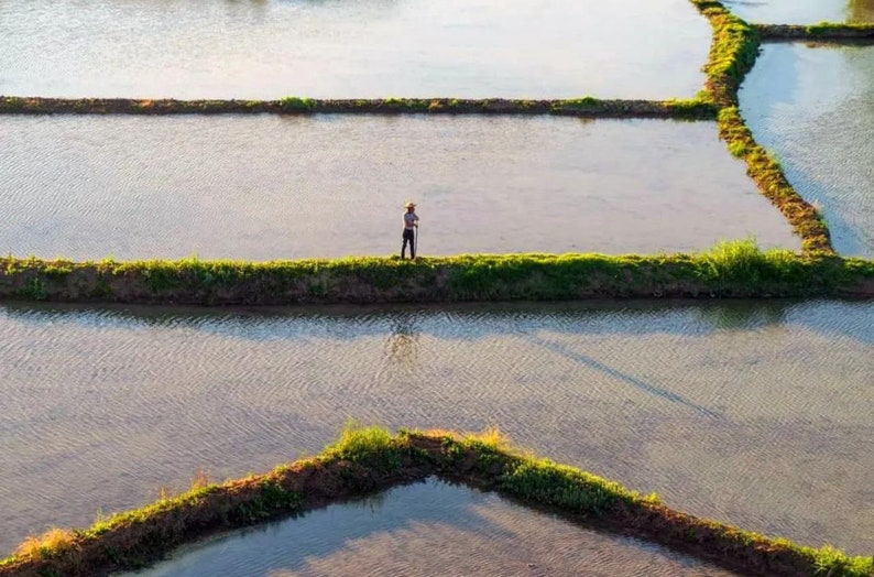 WHİTE PEARLS, Premium Rice, Organic Rice, Turkish Delight, Tosya Rice ...