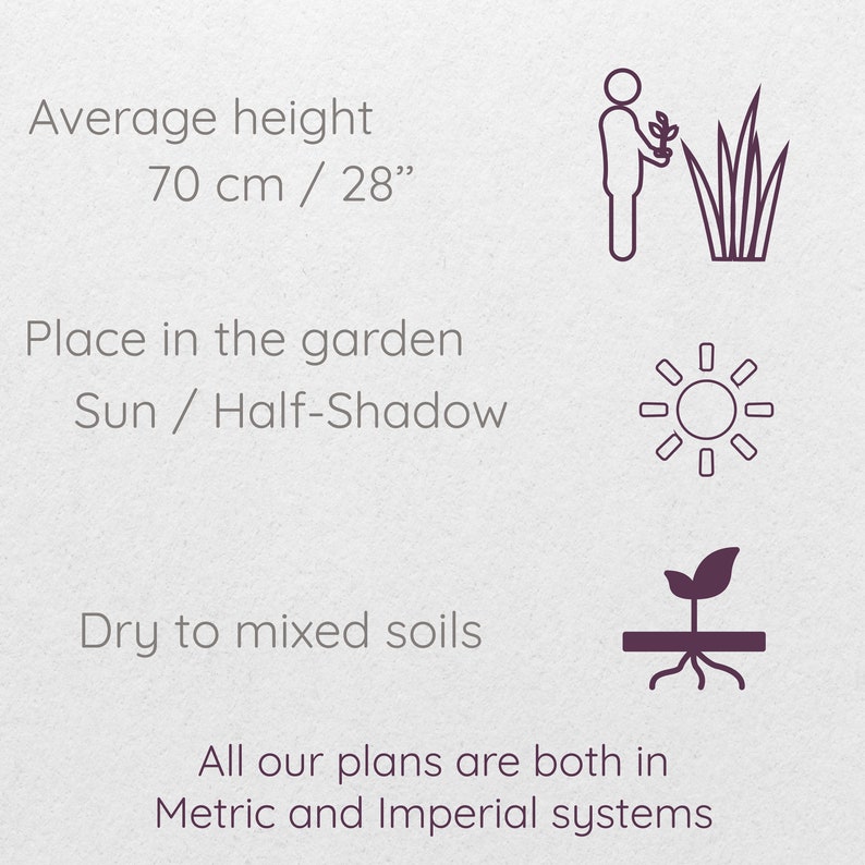 Digital Garden Planting Scheme for Low Maintenance Perennial Easy Care ...