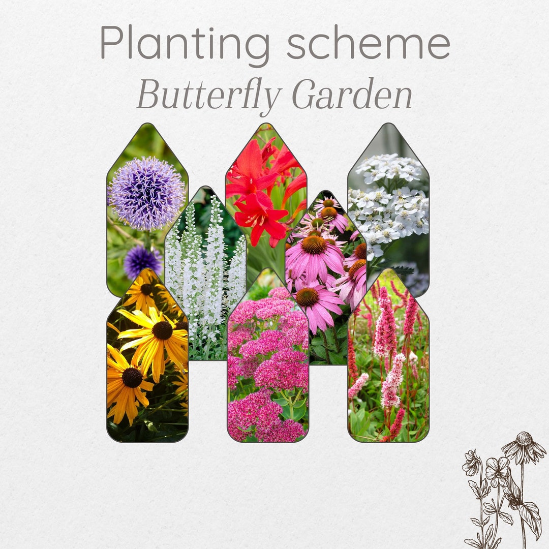 Pre Planned Butterfly Garden Flower Design Yard Do It Yourself Planting ...