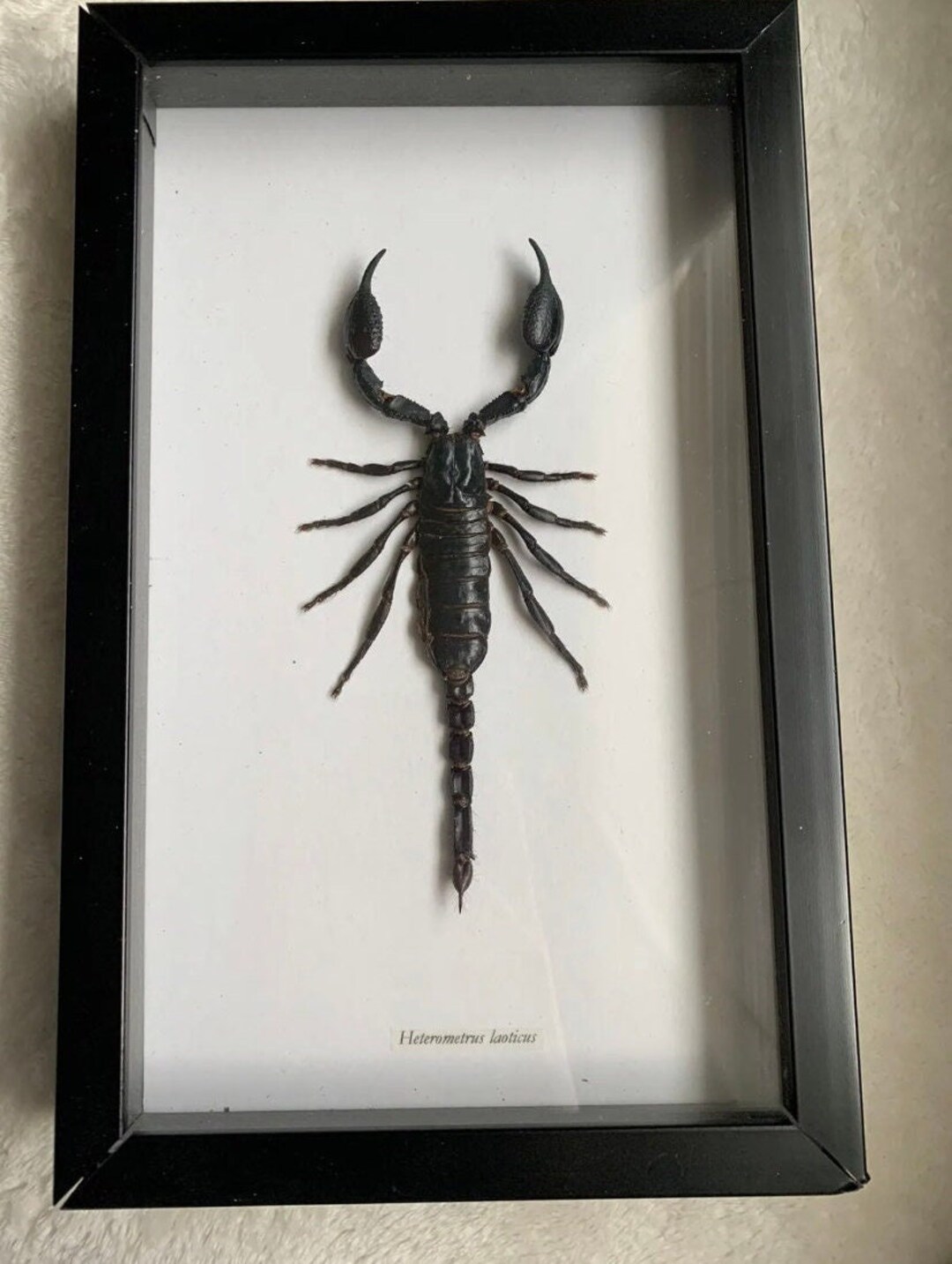 Framed Vietnamese Forest Scorpion Taxidermy 'heterometrus Laoticus' - Etsy