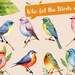 Watercolor Bird Clipart Set - 12 Hand-painted Bird Species, High ...