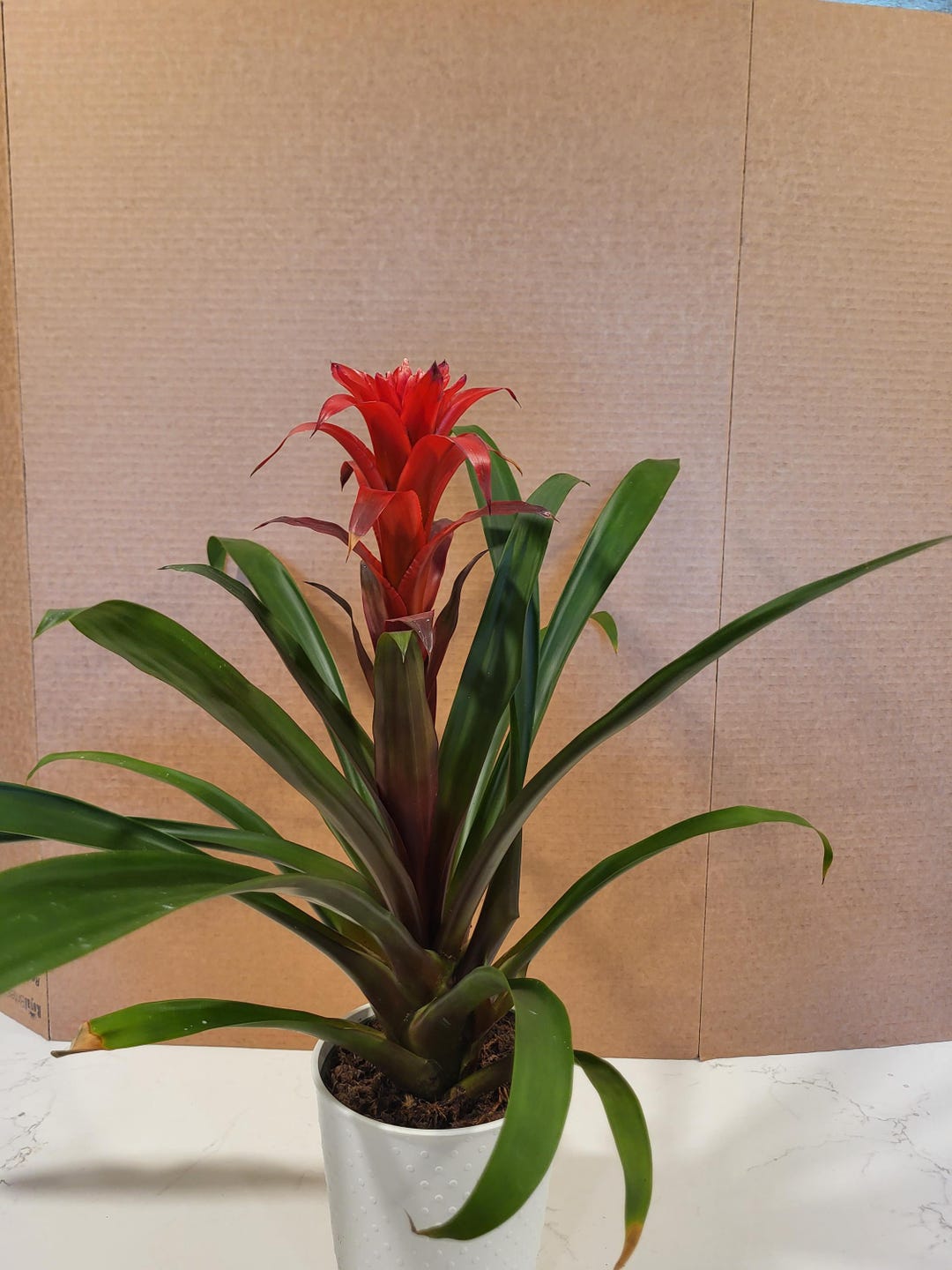 Bromeliad (6" Pot) - Etsy