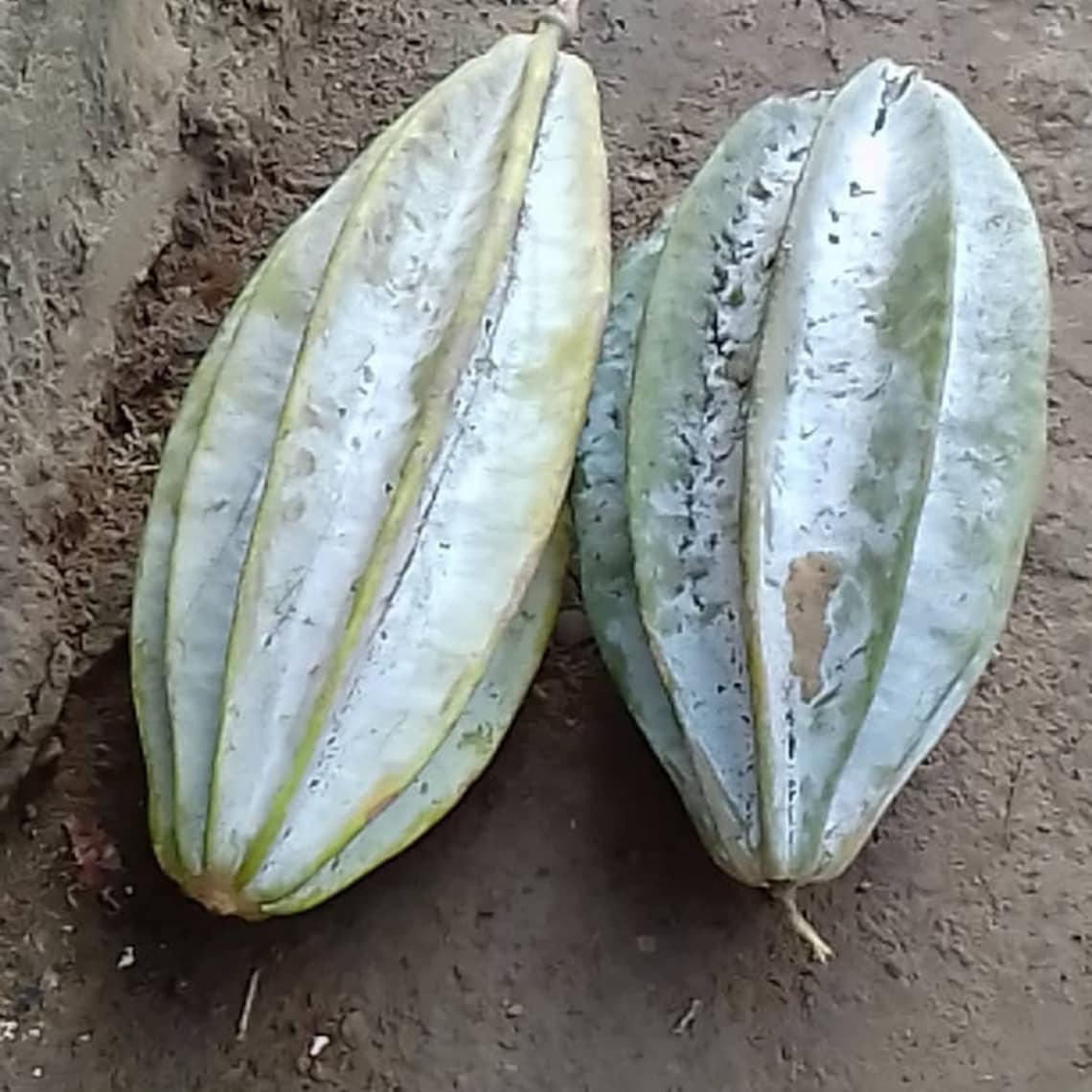 Ugu Seed, African Fluted Pumpkin Seed, Telfairia Occidentalis - Etsy