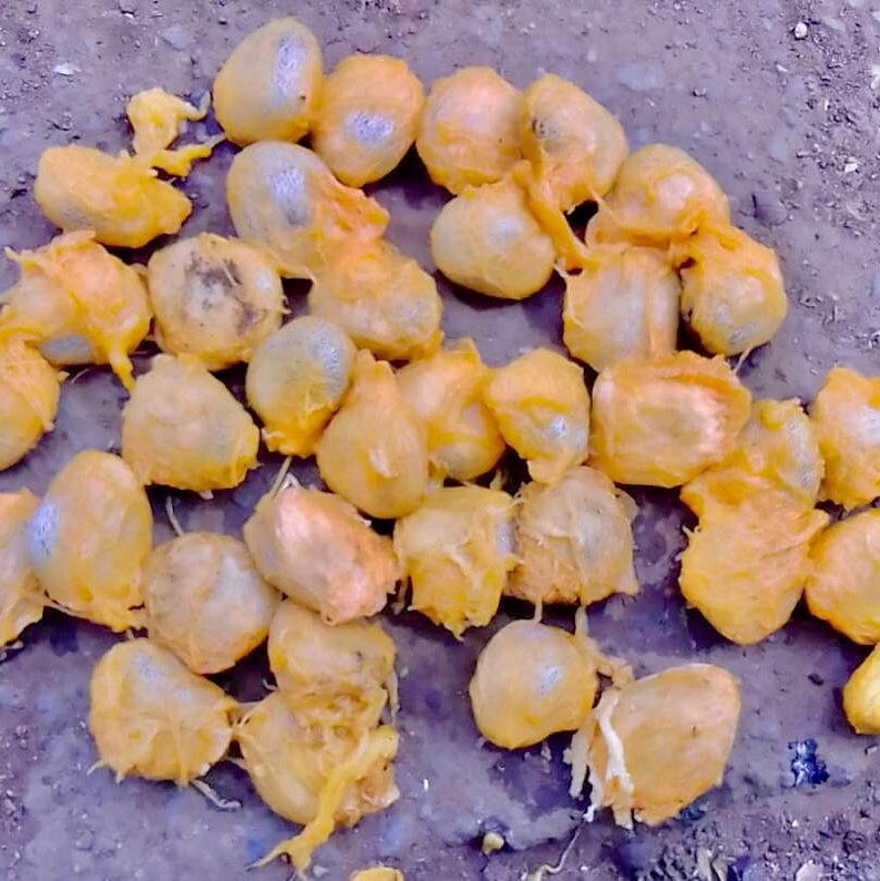 Ugu Seed African Fluted Pumpkin Seed Telfairia Occidentalis Etsy