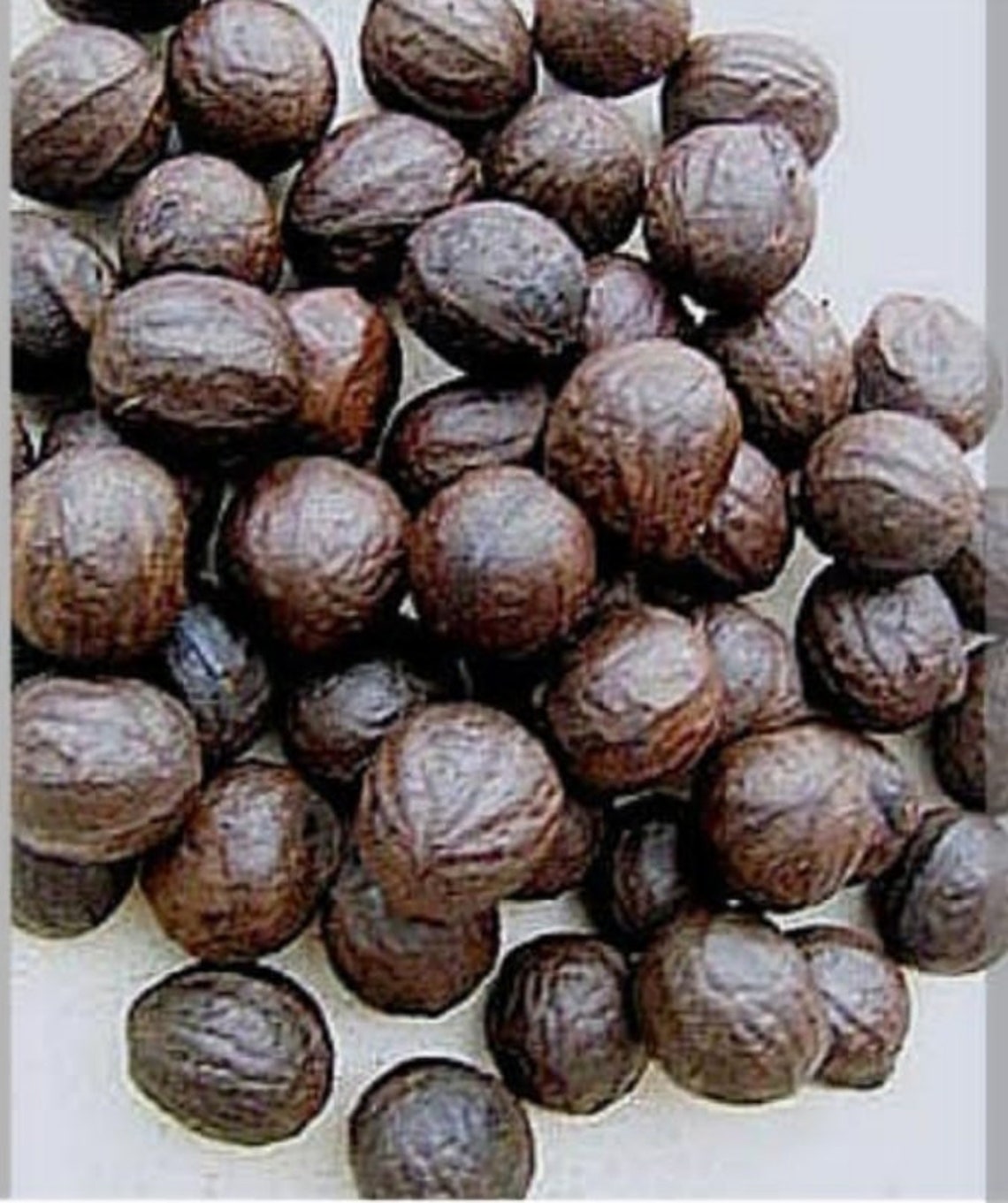 African Walnut, Nigerian Shellnut, Nigerian Ukpa or Asala - Etsy
