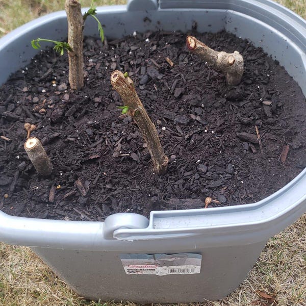 AkorrEnterprise - Etsy